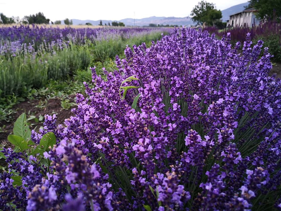 Vendita Lavanda angustifolia, lavanda vera, lavanda officinale, lavand ...