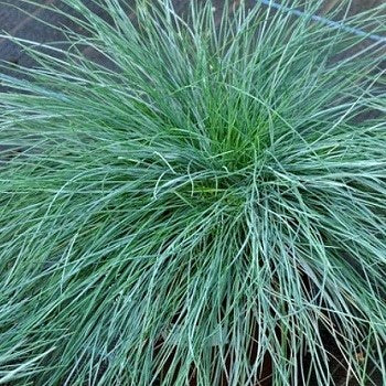 Festuca Glauca – Graminacea Ornamentale per il Tuo Giardino – Il ...