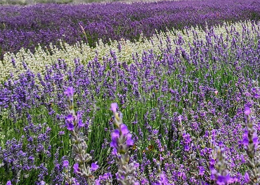 Lavanda Nana – Lavanda angustifolia ‘Hidcote Blue’ compatta – Il ...