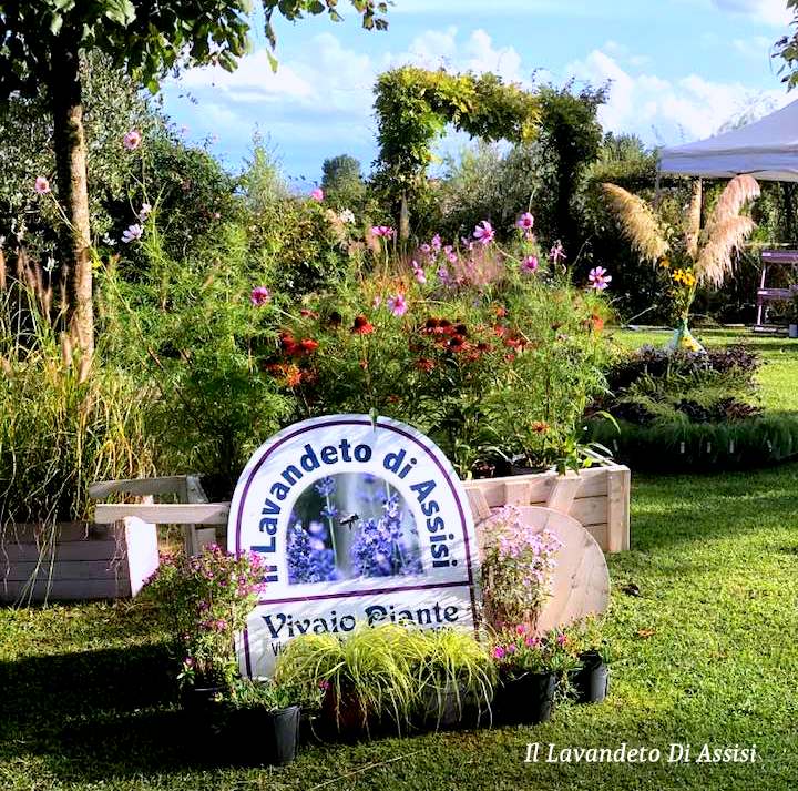 Vendita piante online, catalogo completo – Page 8 – Il Lavandeto Di Assisi