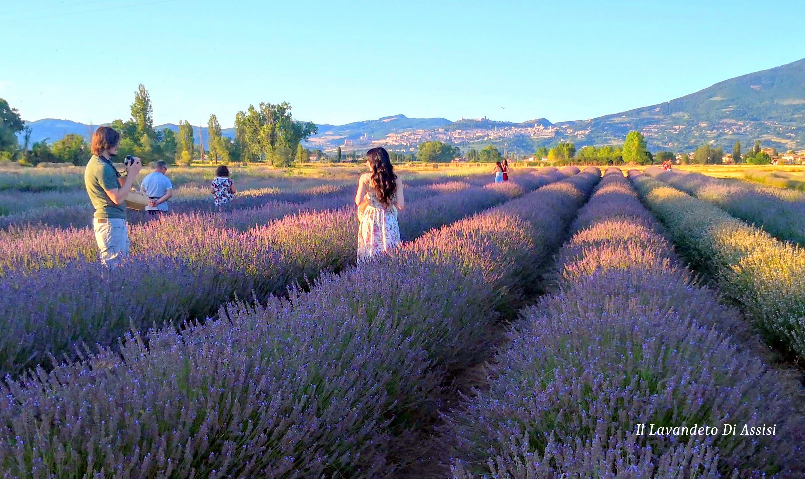 Il Lavandeto Di Assisi. Giardino e vivaio lavanda, piante perenni. – Il ...
