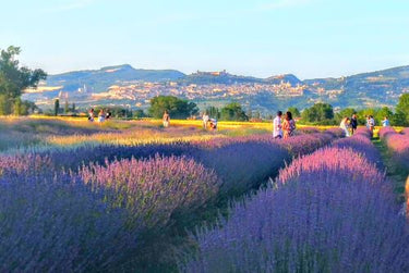 Festa della lavanda. Fioritura della lavanda in Italia. Campi di ...