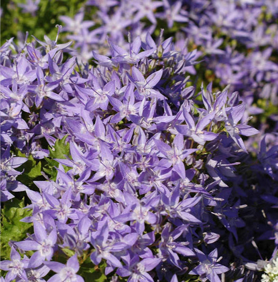 Campanula garganica ‘Major’ – Tappezzante perenne dai fiori blu a stel ...