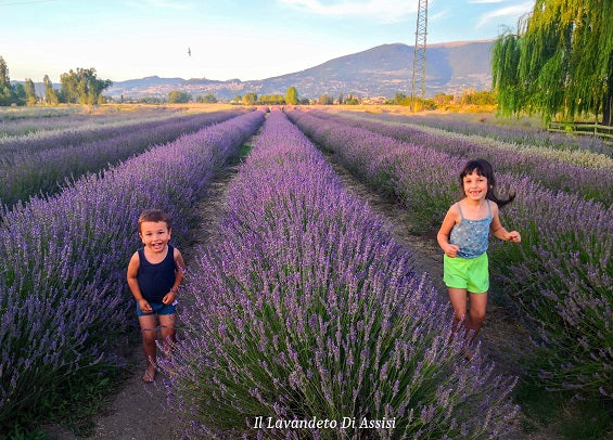 Festa della lavanda. Fioritura della lavanda in Italia. Campi di lavan ...