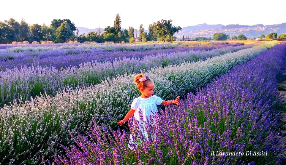 Festa della lavanda. Fioritura della lavanda in Italia. Campi di ...