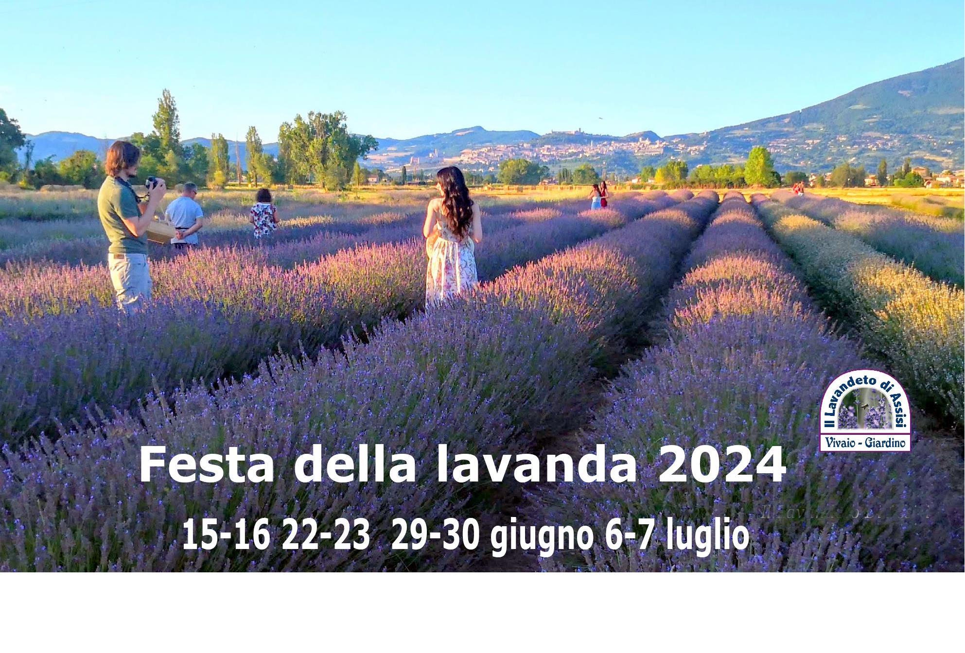 Festa della lavanda. Fioritura della lavanda in Italia. Campi di lavan ...