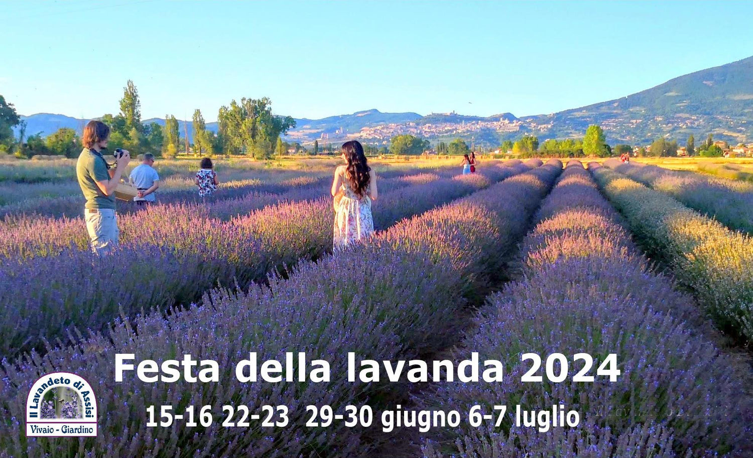Il Lavandeto Di Assisi. Giardino e vivaio lavanda, piante perenni. – Il ...