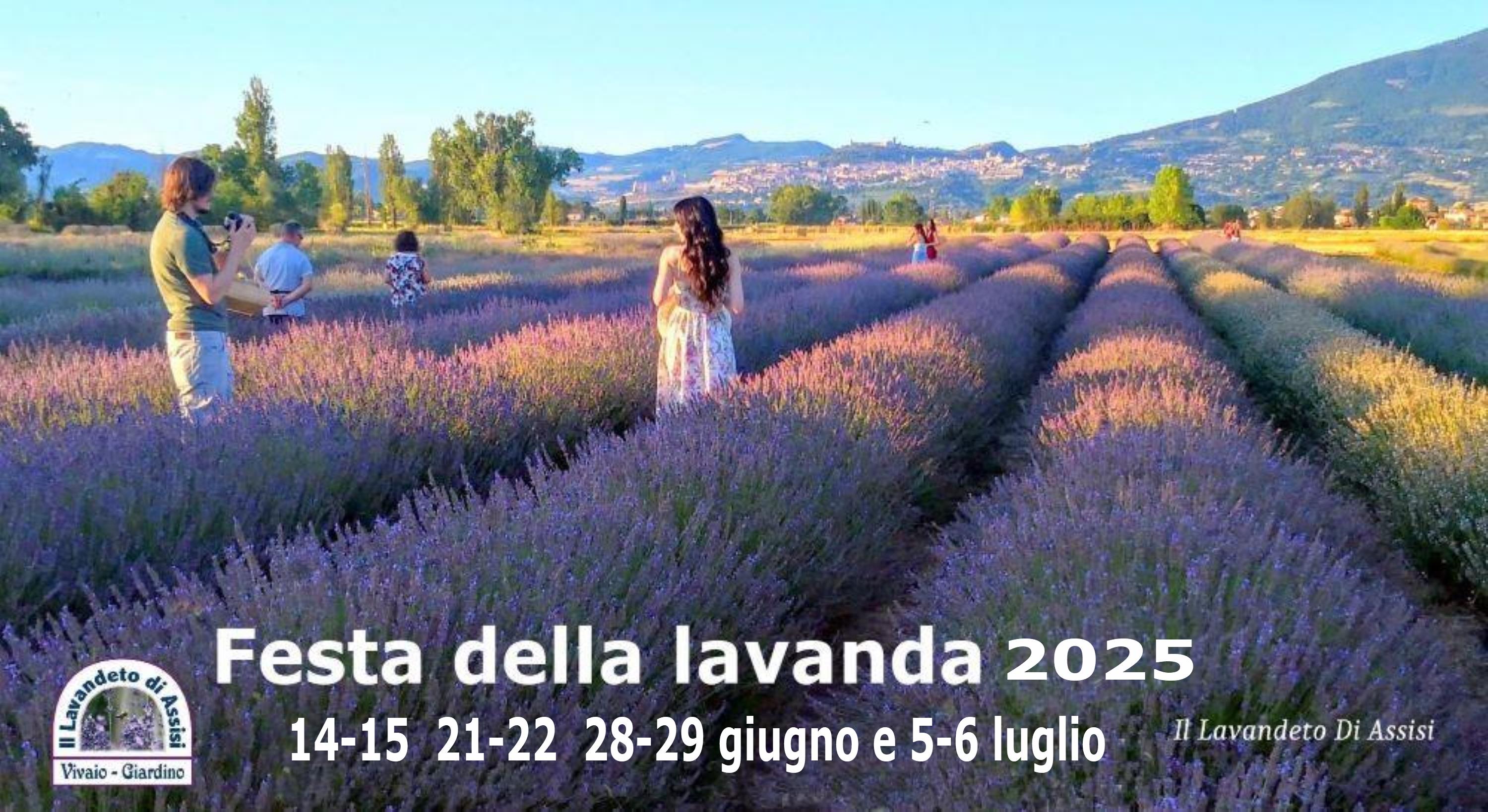 Il Lavandeto Di Assisi. Giardino e vivaio lavanda, piante perenni. – Il ...