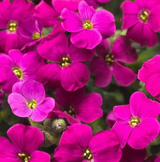 Aubrieta hybrida ‘Audrey Red Purple’ – Perenne tappezzante dai fiori r ...