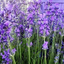 Lavande. Le nostre varietà di lavanda. Vendita lavanda - Pianta di ...