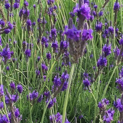 Lavandula pinnata – Lavanda sempre fiorita con foglie frastagliate e p ...