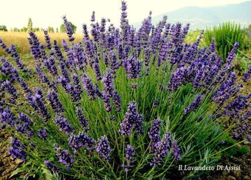 Vendita Lavanda angustifolia, lavanda vera, lavanda officinale, lavand ...
